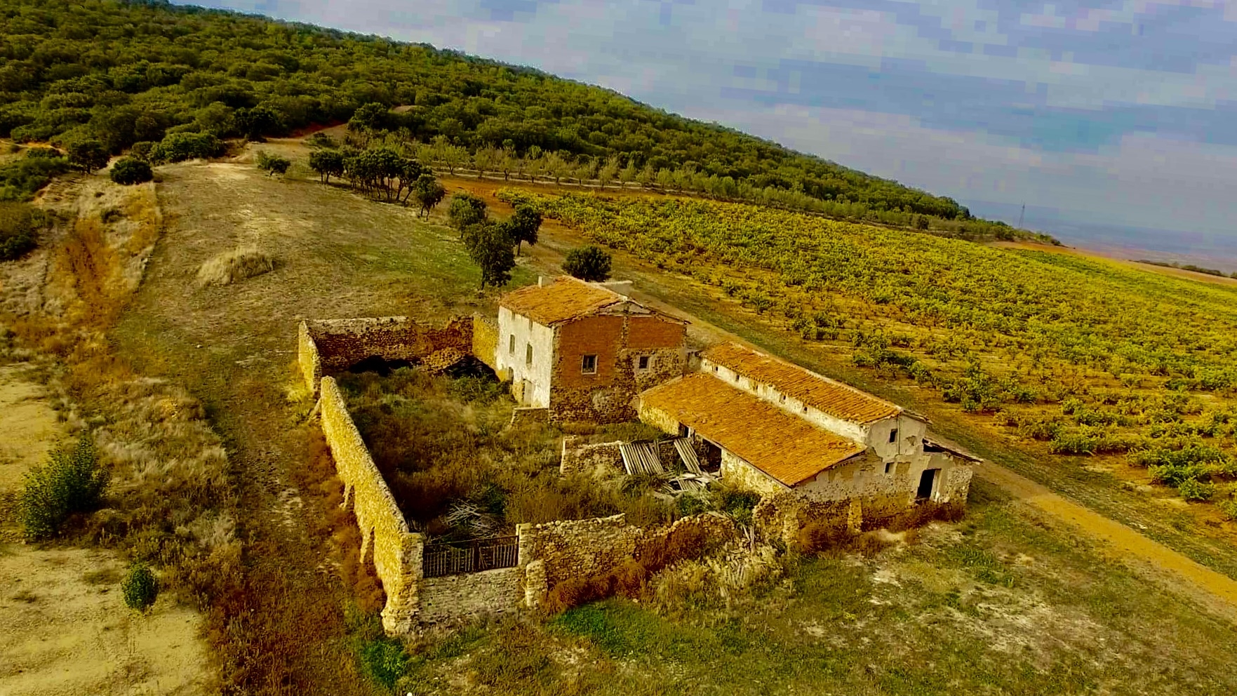 Grapes of Spain